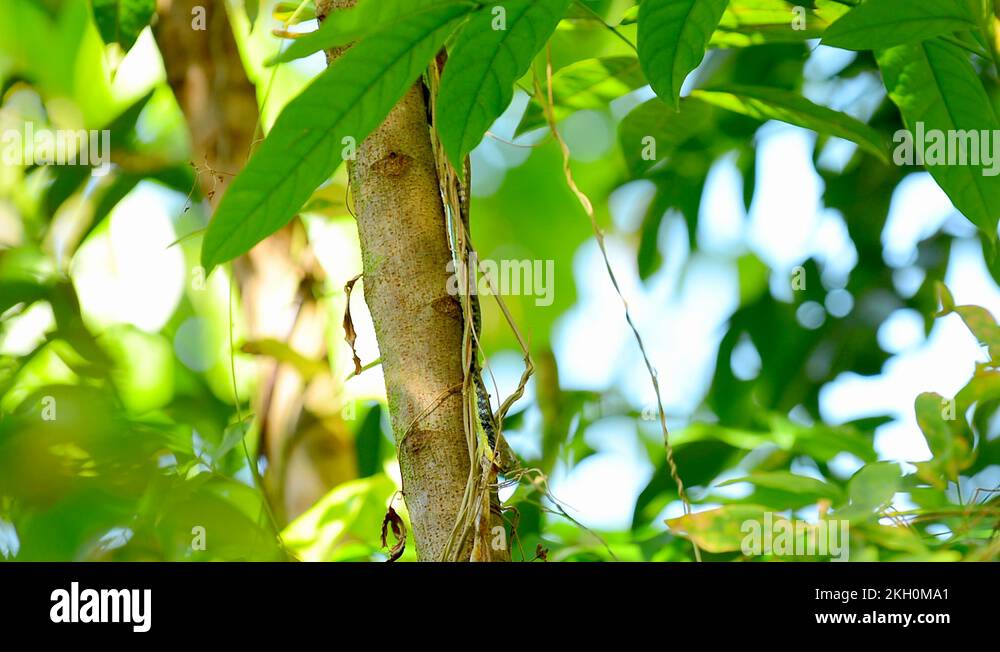 Philippines snake Stock Videos & Footage - HD and 4K Video Clips - Alamy