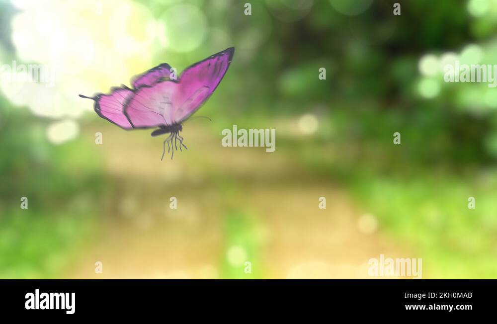 The butterfly trail Stock Videos & Footage - HD and 4K Video Clips - Alamy