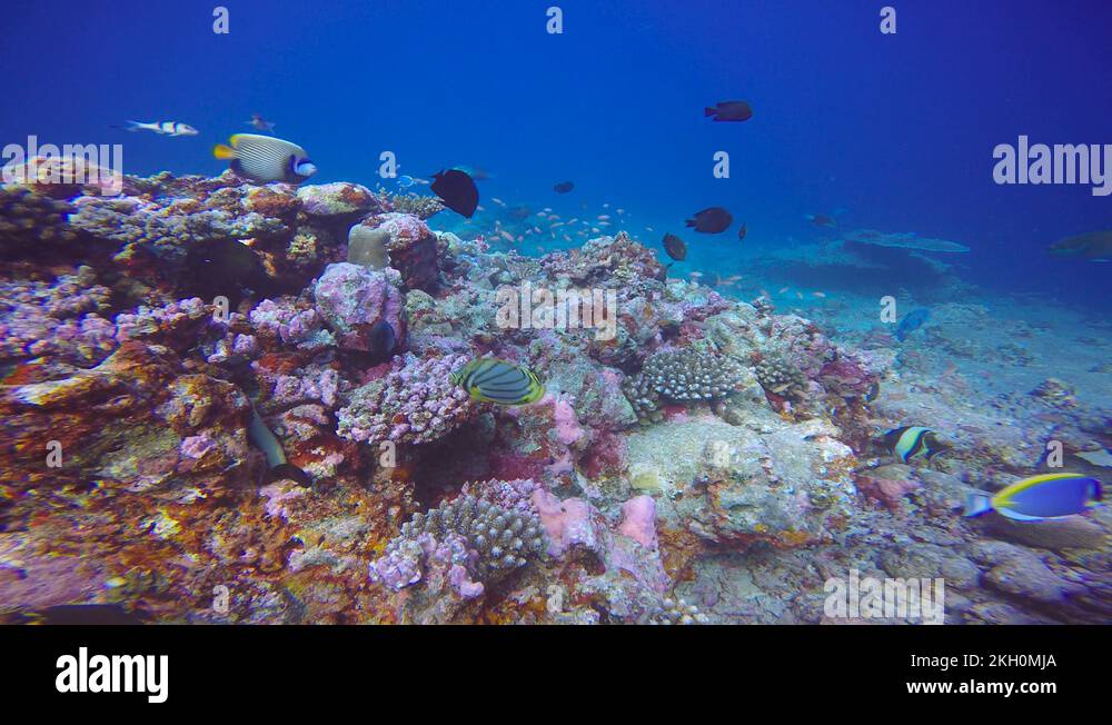 Fascinating scuba diving on the reefs of the Maldives Stock Video ...