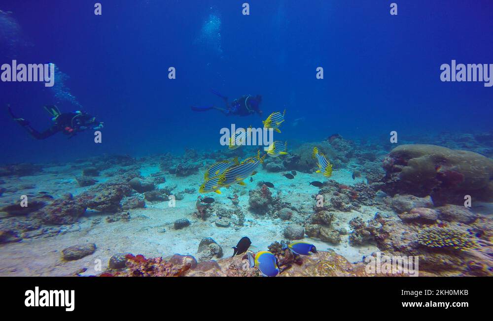 Fascinating scuba diving on the reefs of the Maldives Stock Video ...