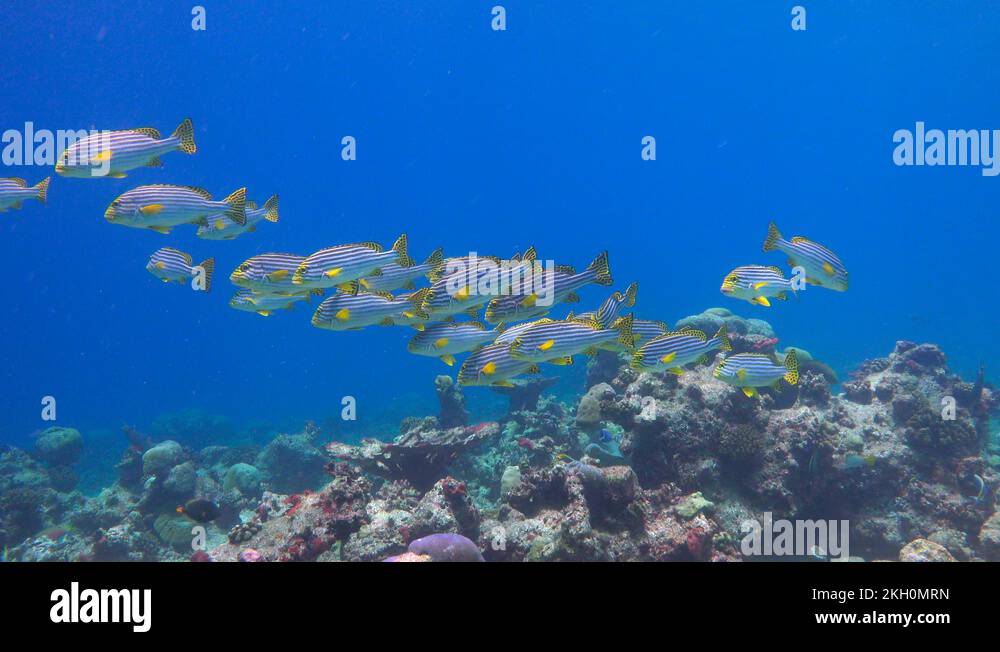 Fascinating scuba diving on the reefs of the Maldives Stock Video ...