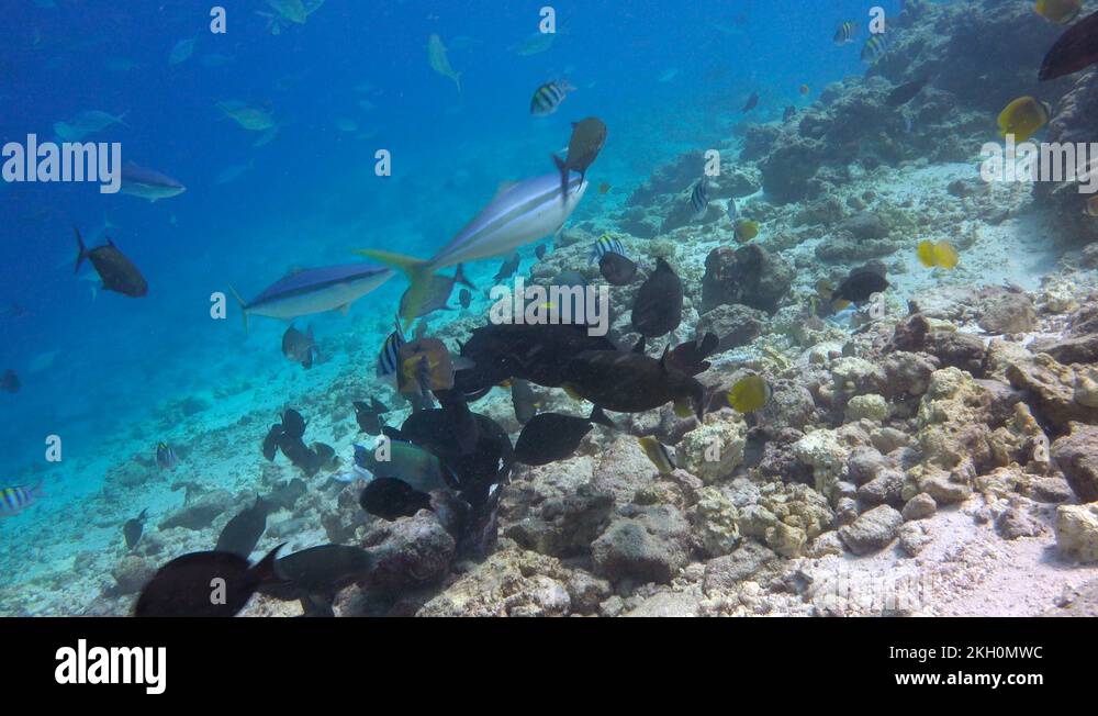 Maldives diving Stock Videos & Footage - HD and 4K Video Clips - Alamy