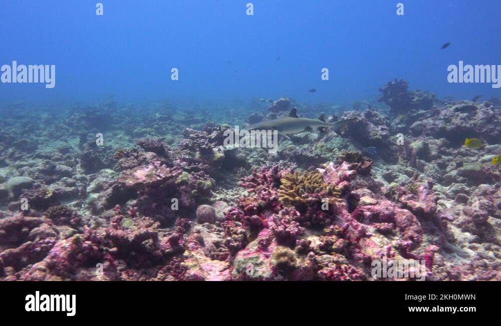Reef shark. Fascinating scuba diving on the reefs of the Maldives Stock ...