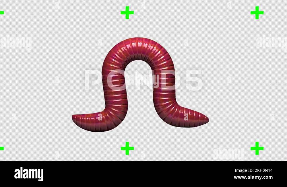 Worm on transparent background, looping 3D animation Stock Video ...