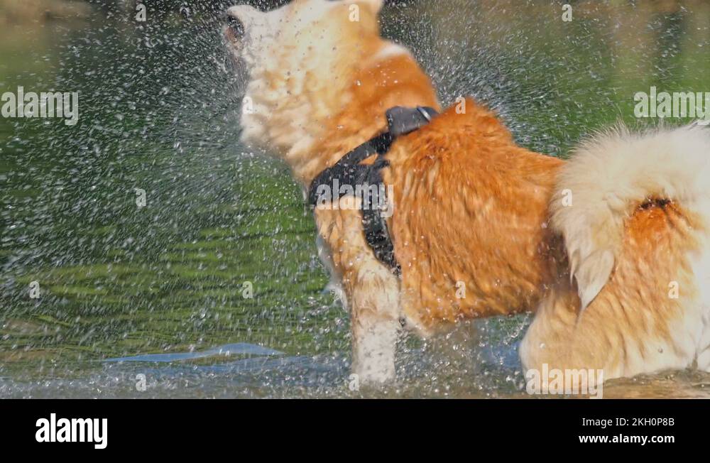 Akita Shiba inu Japanese dog shaking off water on river sandy beach ...