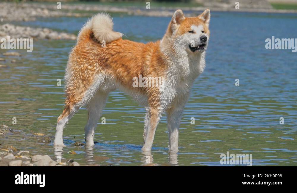 Akita Shiba inu Japanese dog shaking off water on river sandy beach ...