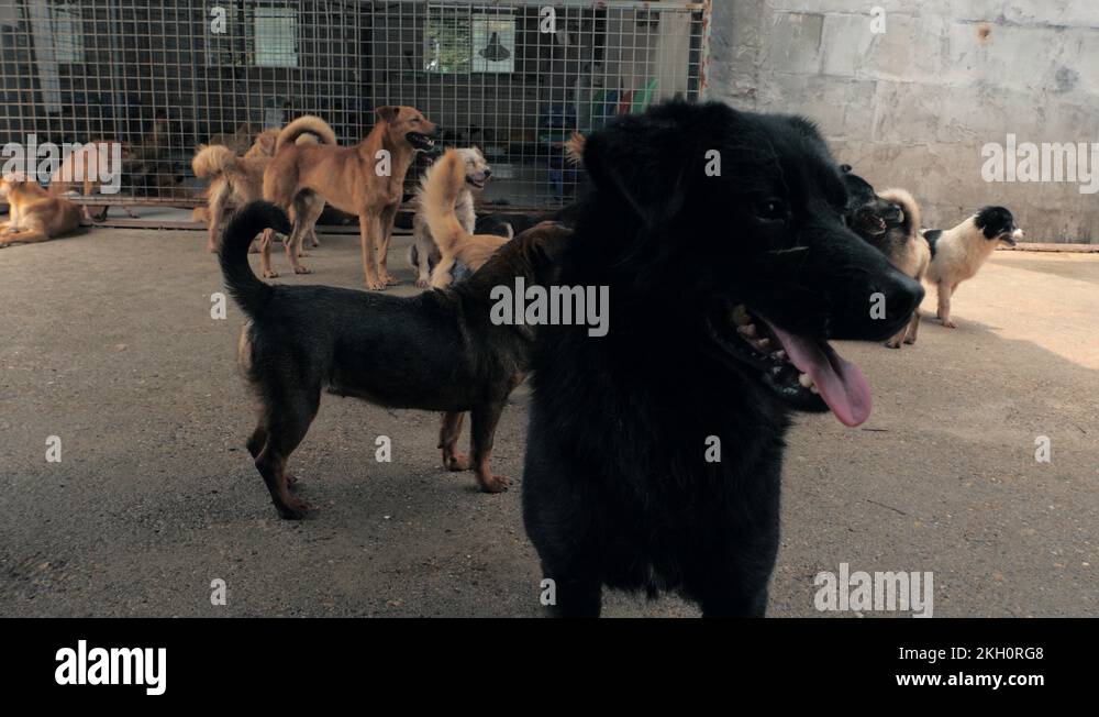 Portrait of sad mixed breed dog in a shelter or an animal nursery ...