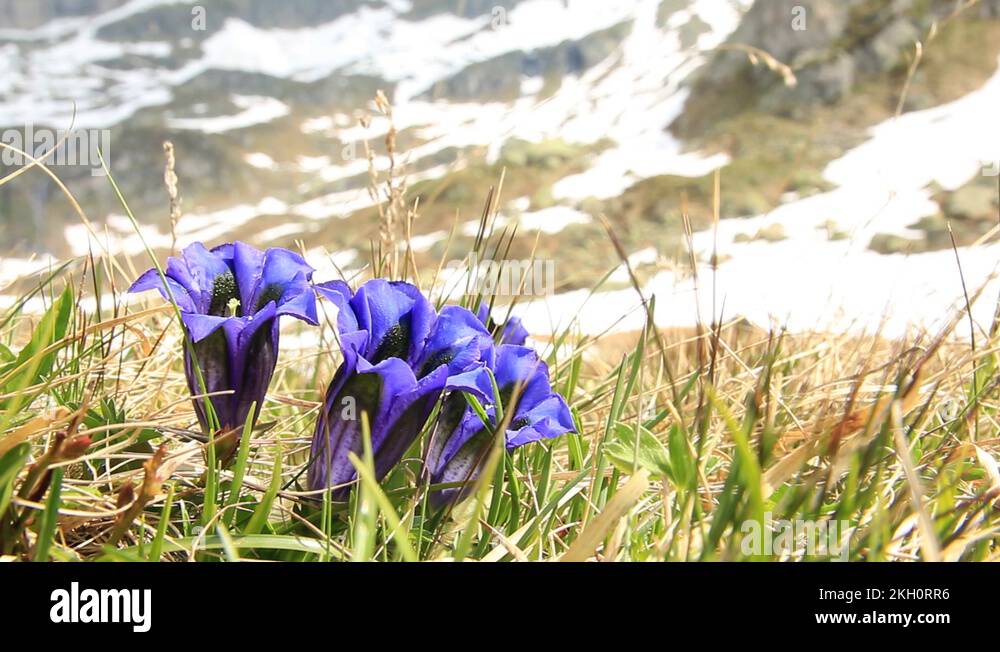 Gentiana alpine Stock Videos & Footage - HD and 4K Video Clips - Alamy