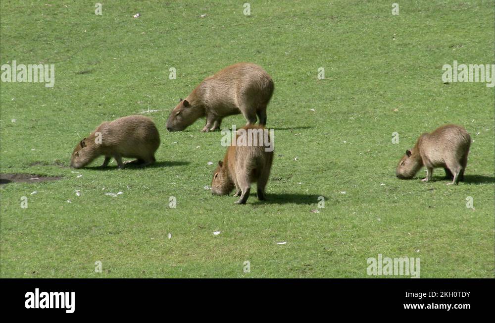 Three capybaras Stock Videos & Footage - HD and 4K Video Clips - Alamy