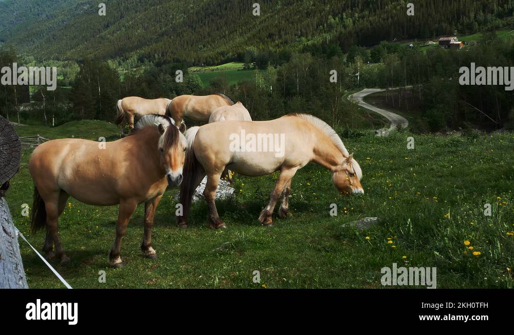 Fjord horse grazing Stock Videos & Footage - HD and 4K Video Clips - Alamy