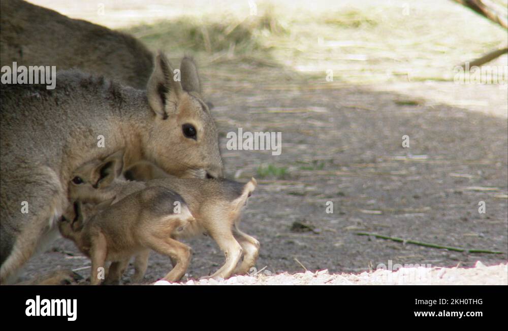 Mara babies Stock Videos & Footage - HD and 4K Video Clips - Alamy