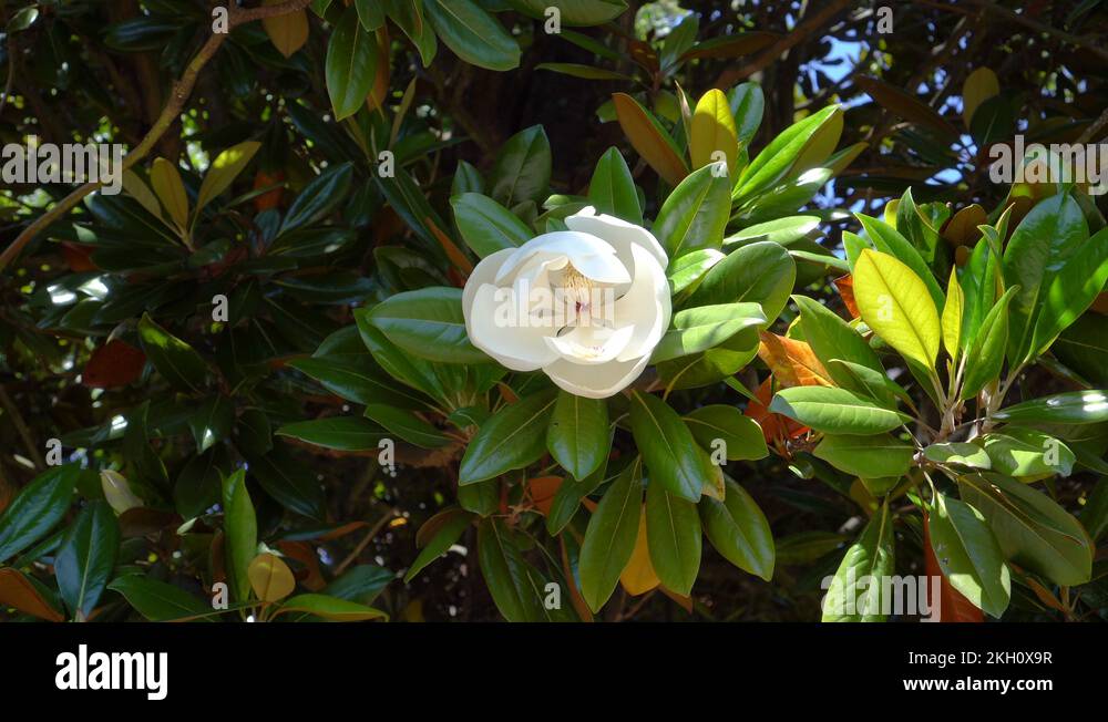 Magnolia grandiflora magnolias Stock Videos & Footage - HD and 4K Video ...