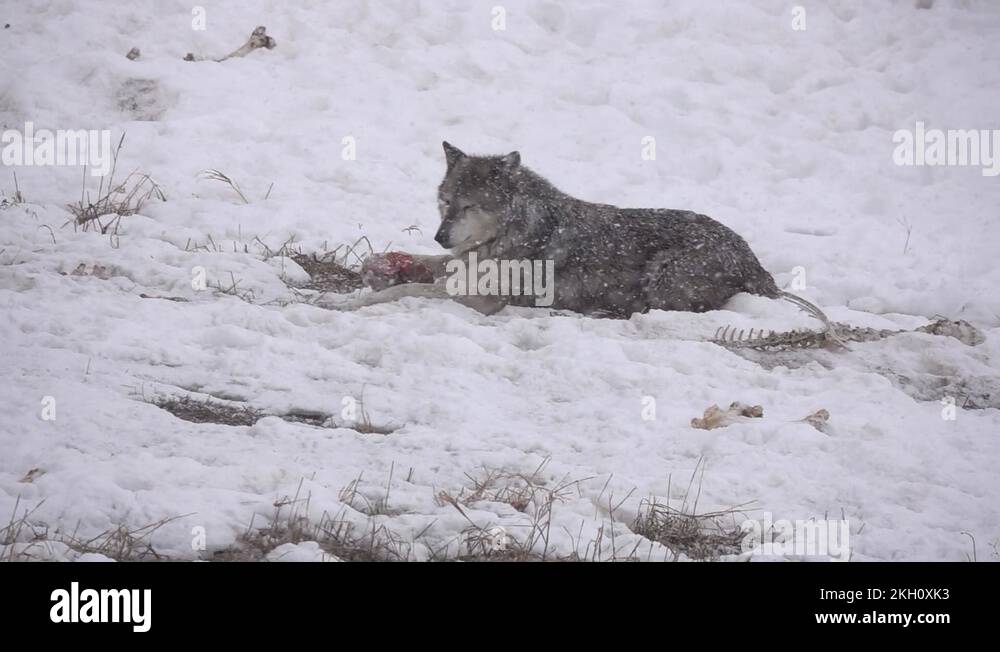 Wolf eating meat Stock Videos & Footage - HD and 4K Video Clips - Alamy