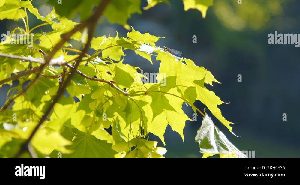 Dragonfly on maple leaf Stock Videos & Footage - HD and 4K Video Clips ...
