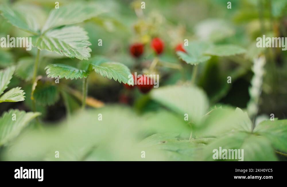 Trackingright Stock Videos & Footage - HD and 4K Video Clips - Alamy