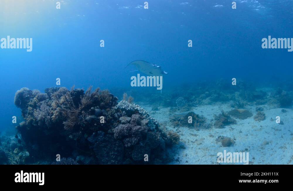 Swimming in shallow water Stock Videos & Footage - HD and 4K Video ...
