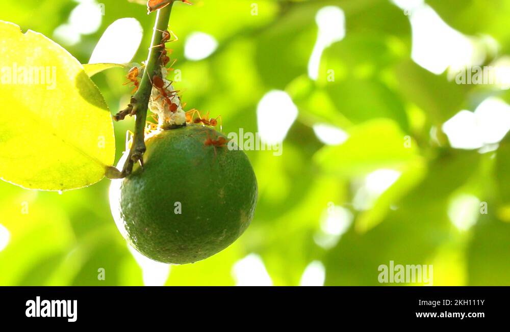 Lemon tree ant Stock Videos & Footage - HD and 4K Video Clips - Alamy
