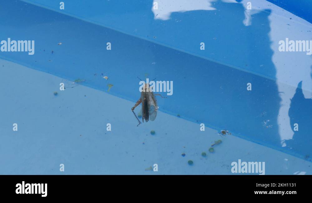 Pool of death Stock Videos & Footage - HD and 4K Video Clips - Alamy