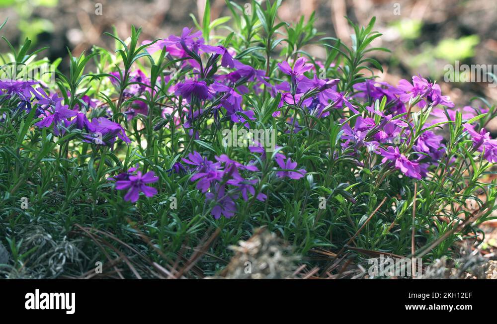 Campestris Stock Videos & Footage - HD and 4K Video Clips - Alamy