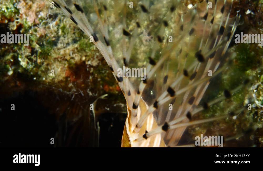 Tail of lionfish Stock Videos & Footage - HD and 4K Video Clips - Alamy