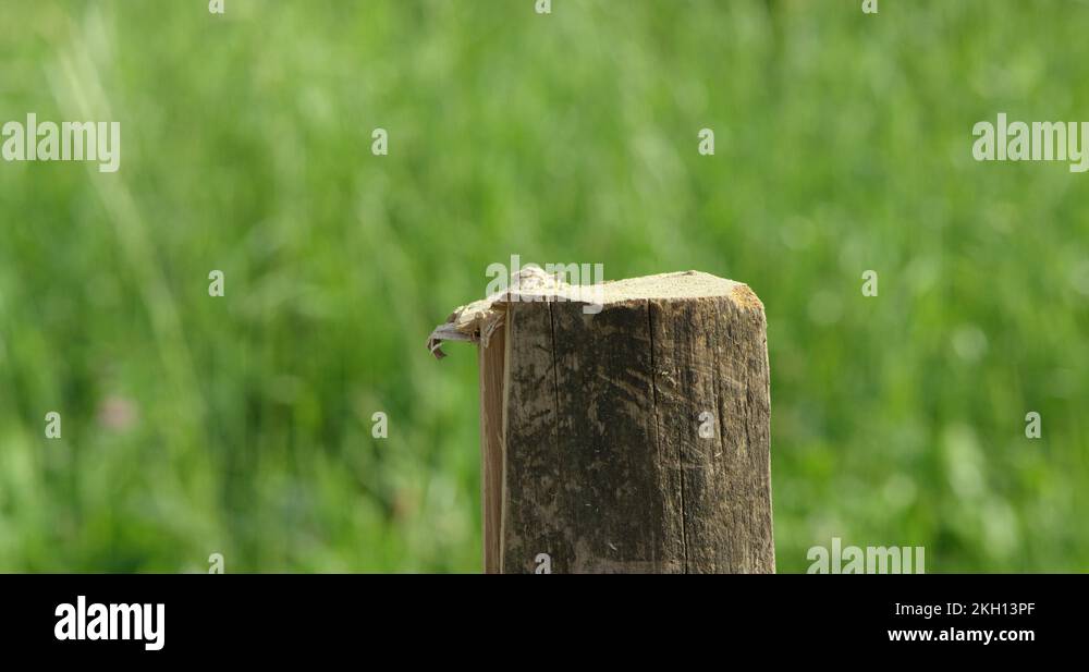 Mallet wooden mallet Stock Videos & Footage - HD and 4K Video Clips - Alamy