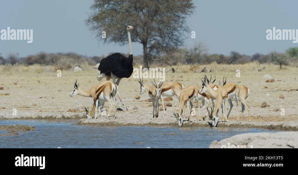 Springbok by waterhole Stock Videos & Footage - HD and 4K Video Clips ...