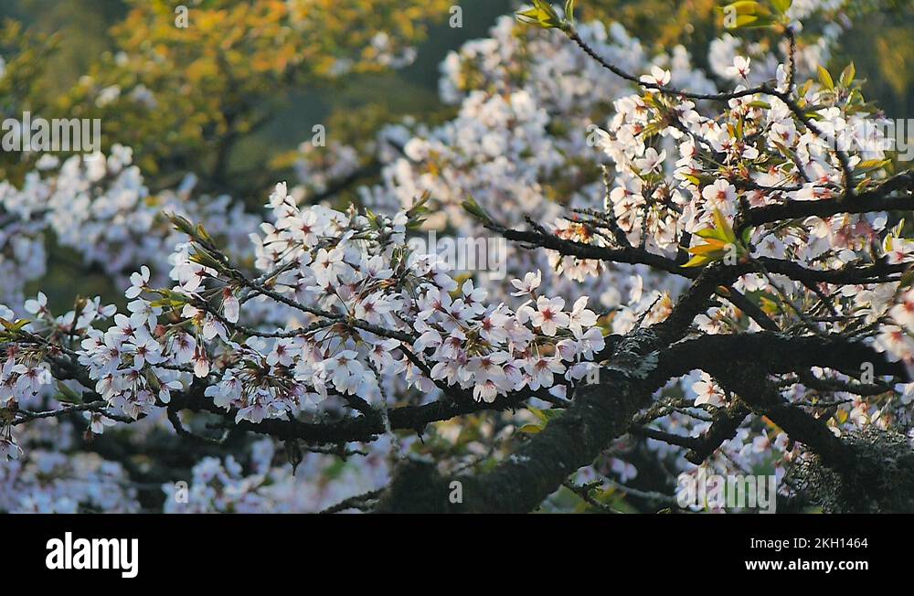 Taiwan plants Stock Videos & Footage - HD and 4K Video Clips - Alamy