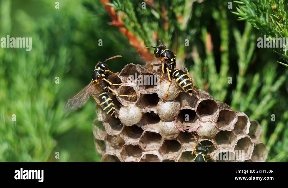 Insect incubator Stock Videos & Footage - HD and 4K Video Clips - Alamy