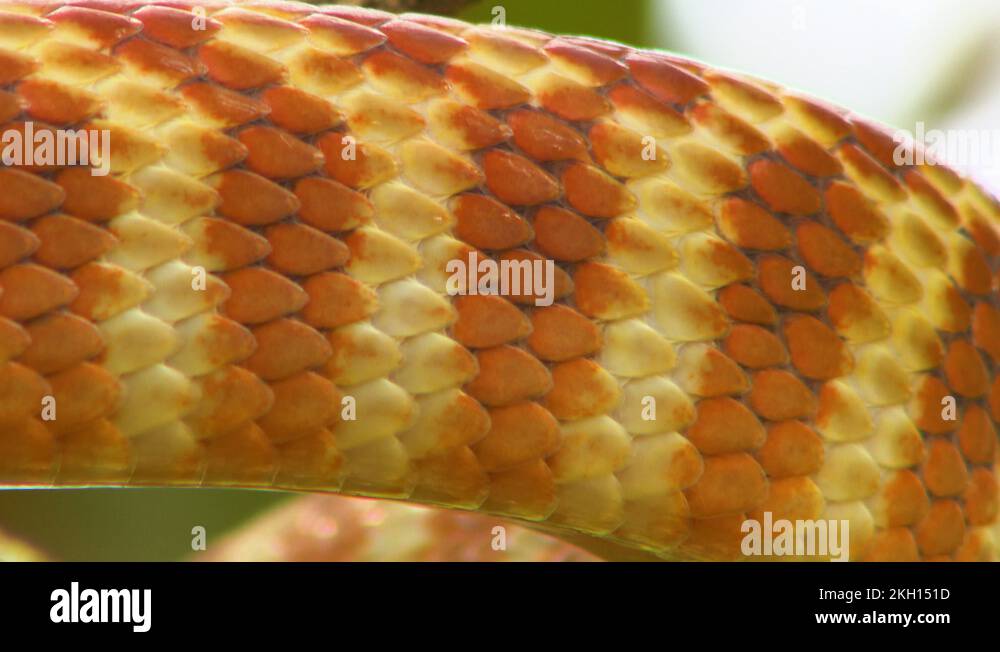 Scales Of Brown Tree Snake Stock Video Footage - Alamy