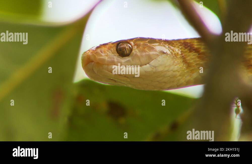 Snake head eyes tree Stock Videos & Footage - HD and 4K Video Clips - Alamy