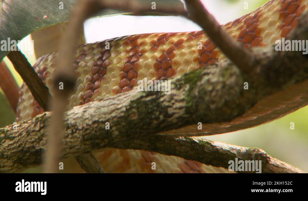 Green tree snake australia Stock Videos & Footage - HD and 4K Video ...