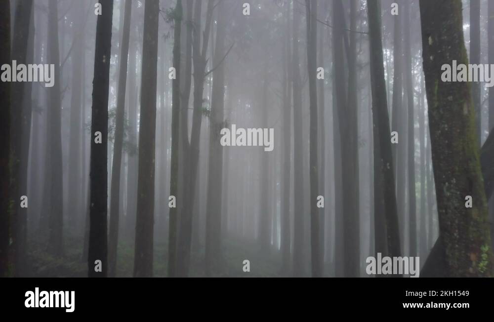 Flying Through Misty Cypress Forest in Alishan Scenic Area with Fog and ...