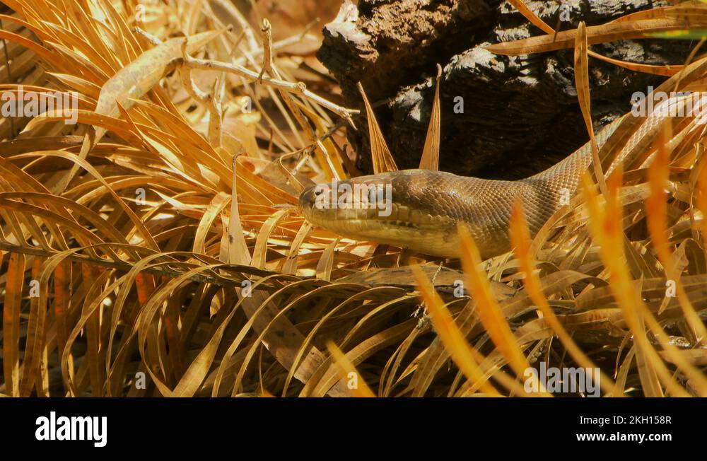 Dried snake Stock Videos & Footage - HD and 4K Video Clips - Alamy