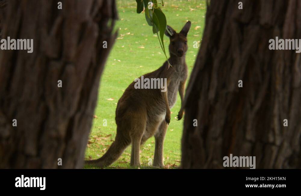 Strong tail of the kangaroo Stock Videos & Footage - HD and 4K Video ...