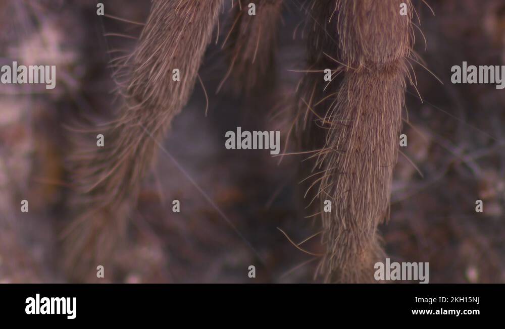 Spindly legs Stock Videos & Footage - HD and 4K Video Clips - Alamy