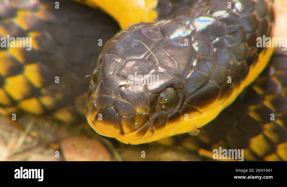 Venomous snake threatening Stock Videos & Footage - HD and 4K Video ...