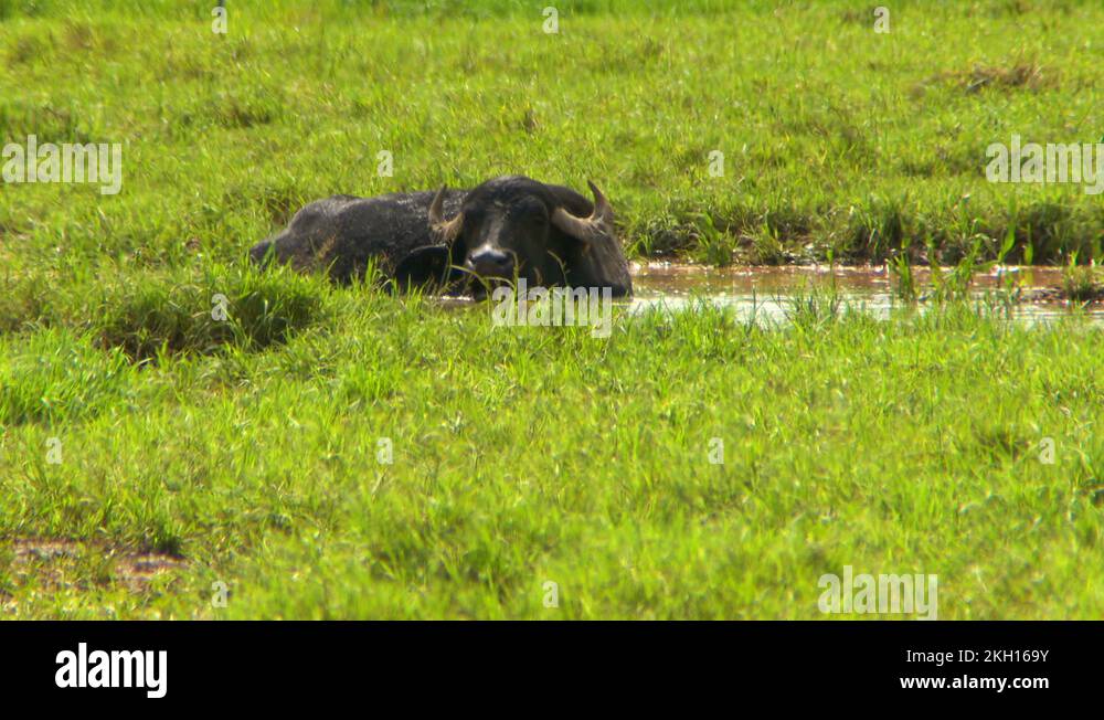 Water buffalo australia Stock Videos & Footage - HD and 4K Video Clips ...