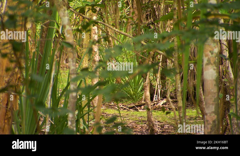 Semi forest Stock Videos & Footage - HD and 4K Video Clips - Alamy