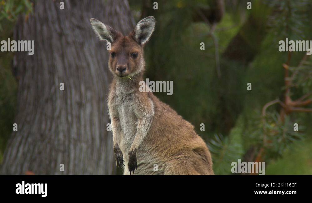 Baby kangaroo scratching Stock Videos & Footage - HD and 4K Video Clips ...