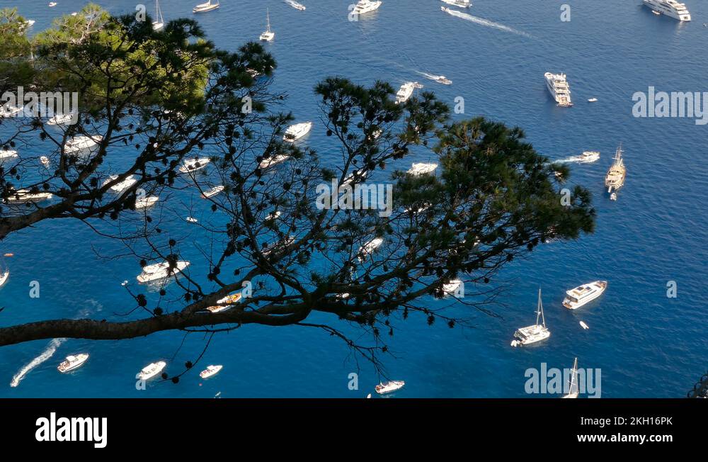 Luxury boats berth over crystal clear sea water behind a tree in ...