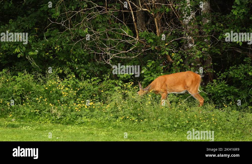 White tailed deer hooves Stock Videos & Footage - HD and 4K Video Clips ...