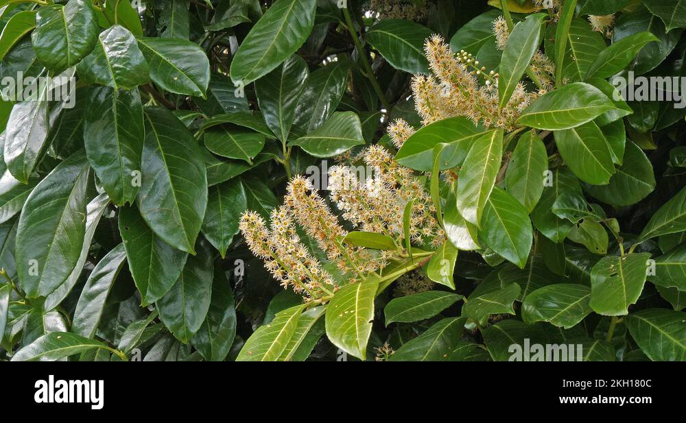 Cherry laurel tree Stock Videos & Footage - HD and 4K Video Clips - Alamy