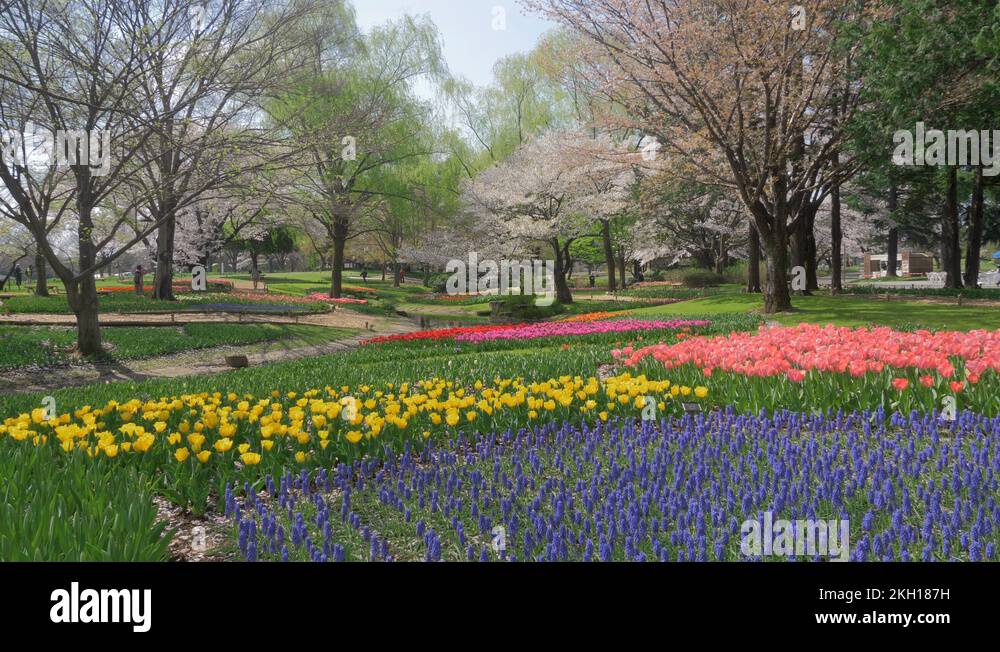 CS WS SLO MO Flowerbeds and cherry blossom, Showa Memorial Park, Tokyo ...