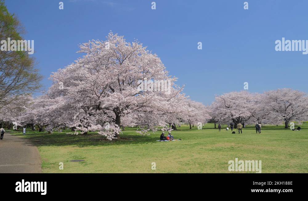 PAN WS SLO MO Cherry blossom and lawn, Showa Memorial Park, Tokyo Stock ...