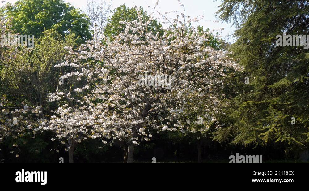 Prunus sp flower Stock Videos & Footage - HD and 4K Video Clips - Alamy