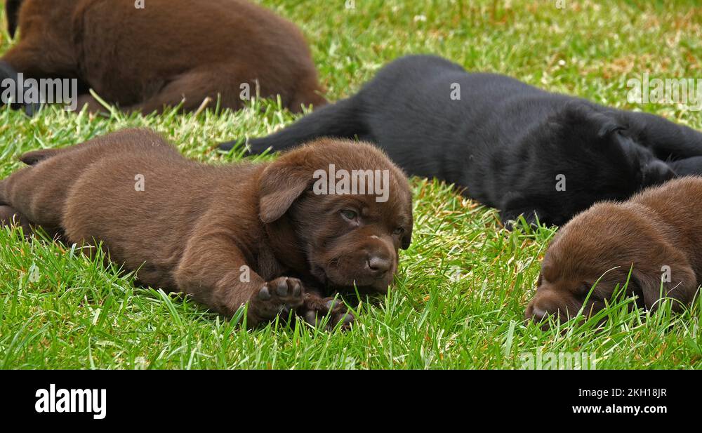 Cute black labrador puppies Stock Videos & Footage - HD and 4K Video ...