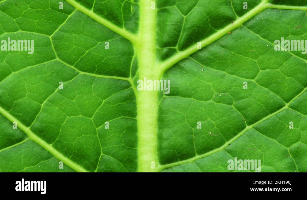 Leaf structure Stock Videos & Footage - HD and 4K Video Clips - Alamy