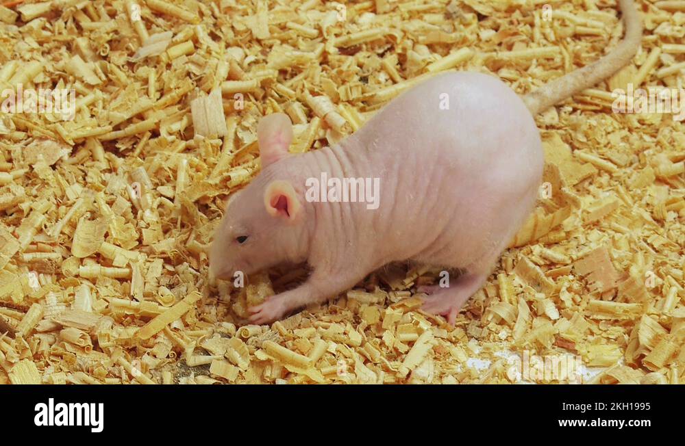 Hairless Stock Videos & Footage - HD and 4K Video Clips - Alamy