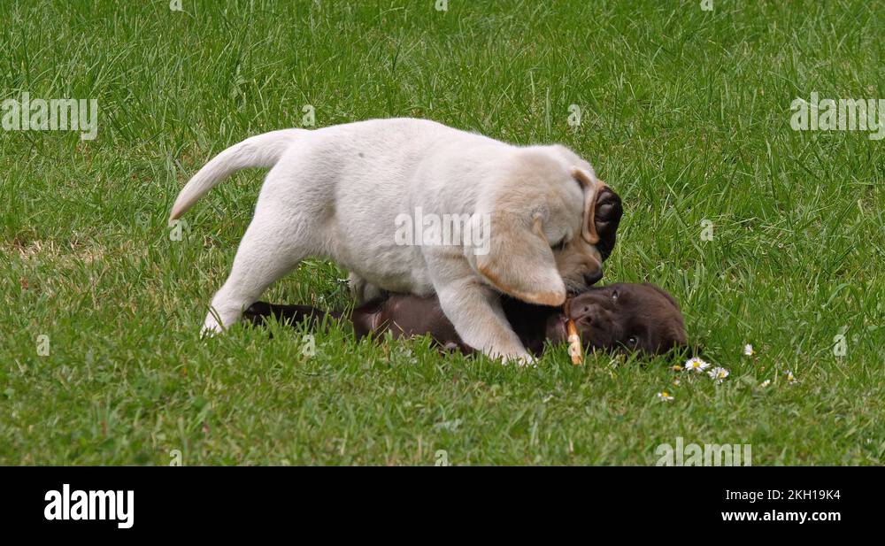 Labrador retriever group Stock Videos & Footage - HD and 4K Video Clips ...