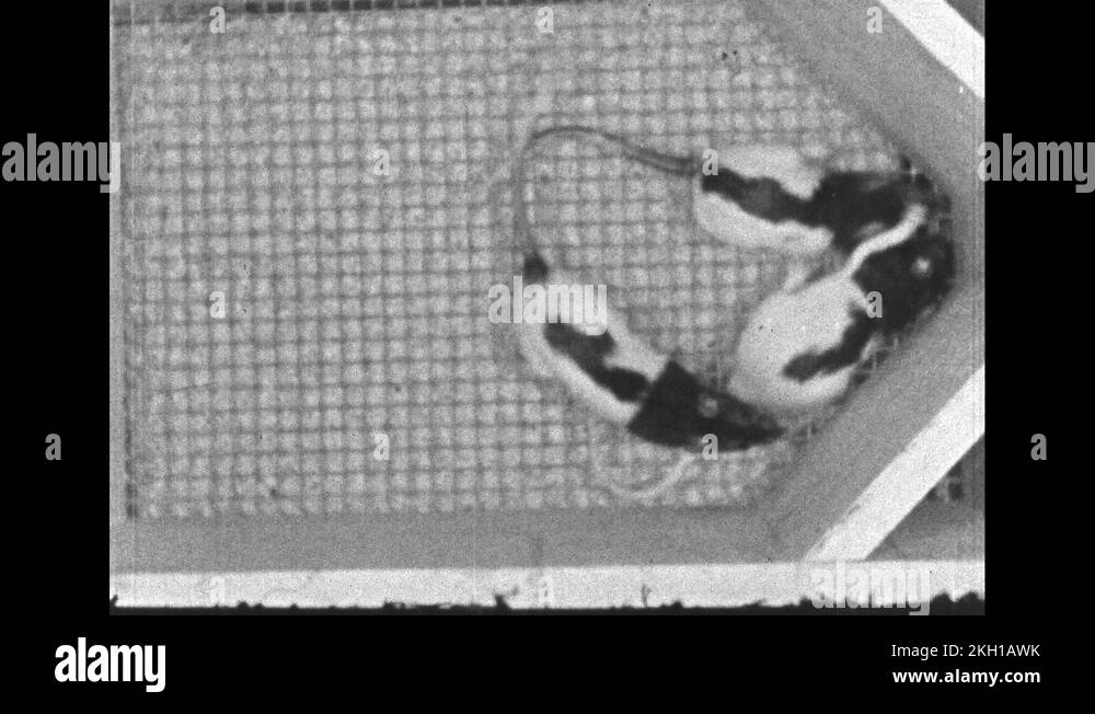 1950s: Hand puts piece of food into cage with four rats, rat gets the ...